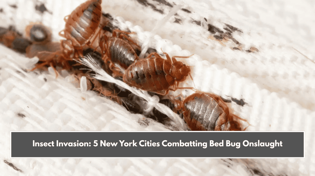 Insect Invasion: 5 New York Cities Combatting Bed Bug Onslaught